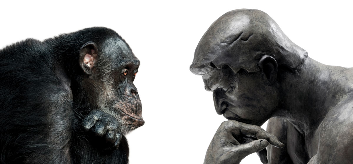 Beyond Adaptation by Ann Gauger - Salvo Magazine